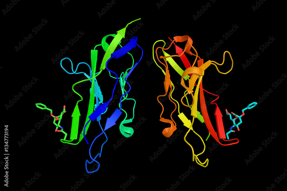 Sialoadhesin, a protein on the surface of certain cells of the i Stock ...