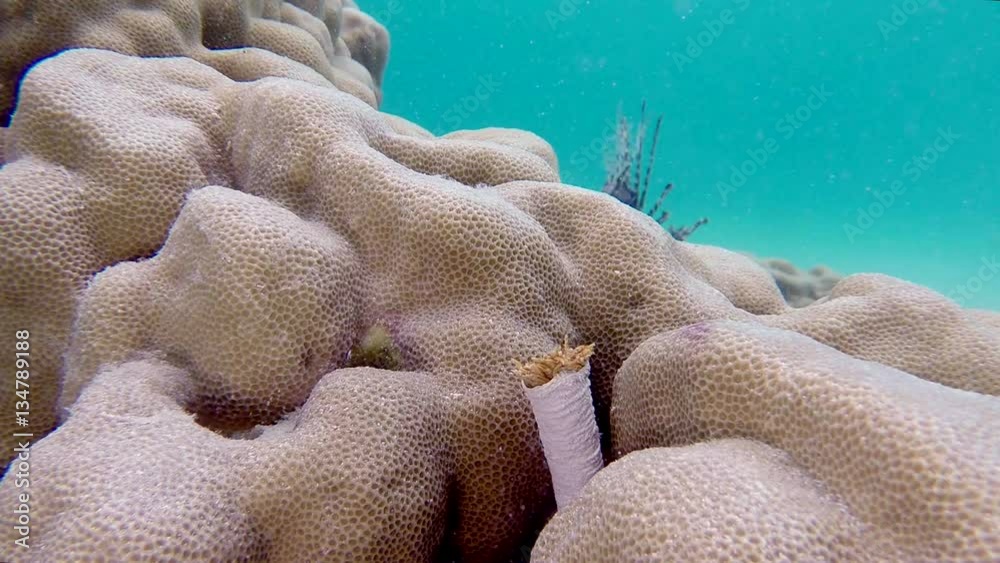 Beautiful Underwater Feather Duster Worm. Picture of feather duster ...