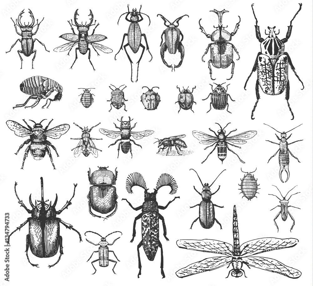 big set of insects bugs beetles and bees many species in vintage old ...