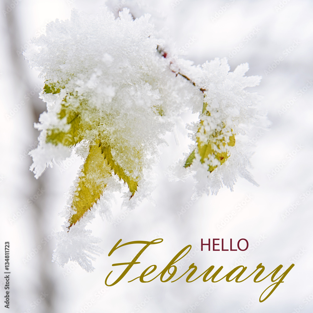 Hello february banner with green leaves of wild rose covered with hoar ...