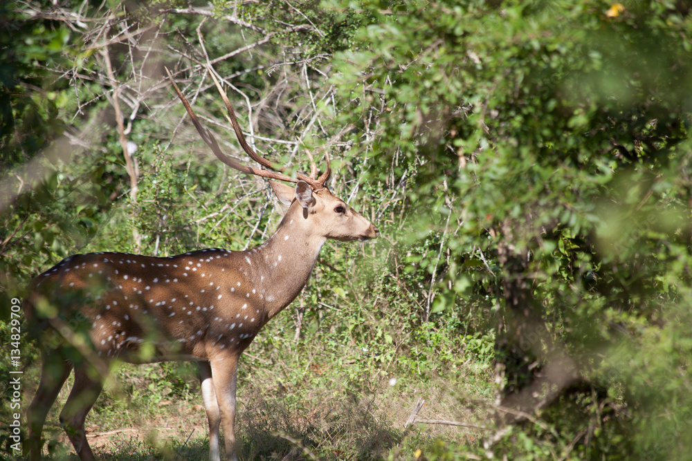 Wild deer - great and beautiful place in paradise. Green trees and ...
