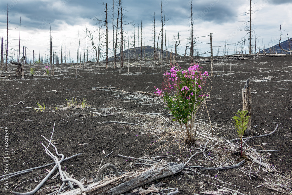 Flower Fireweed in the dead forest - a consequence of a catastrophic ...