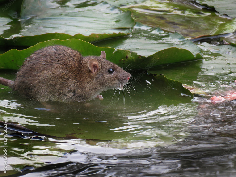 The brown rat, also referred to as common rat, street rat, sewer rat ...