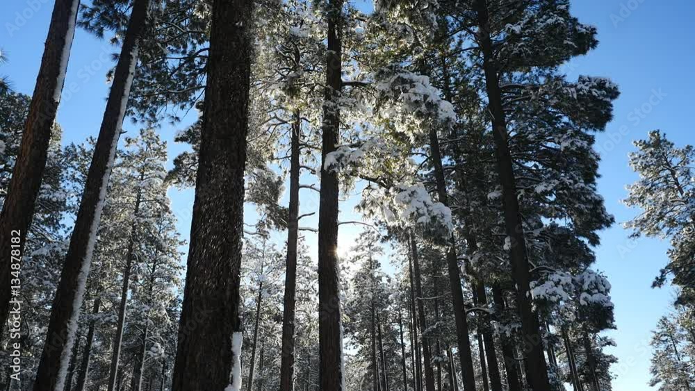 Melting snow falling off of tree branches in the forest Stock Video ...