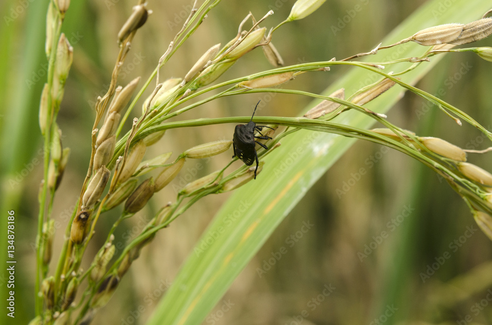 small black insects Stock Photo | Adobe Stock