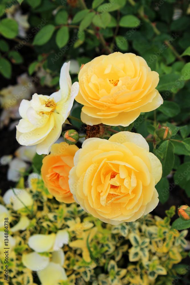 Beautiful Yellow Roses