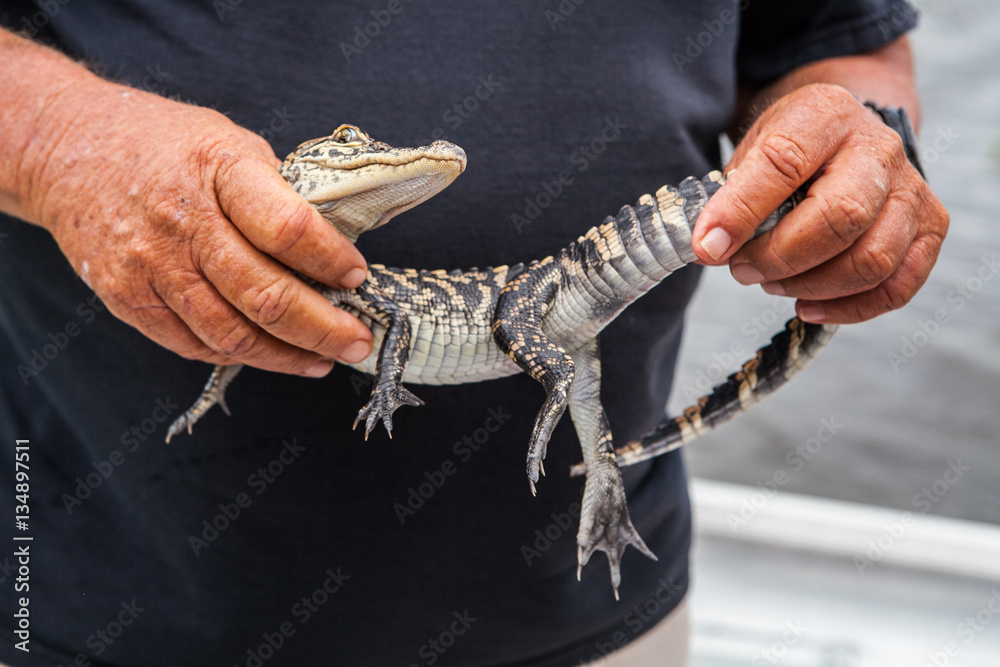 Foto Stock Baby flexible alligator held by large hands | Adobe Stock