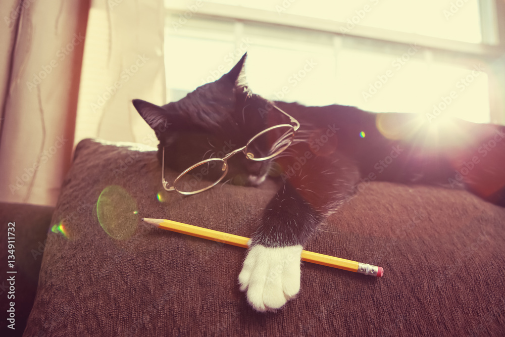 Cat Holding Pencil
