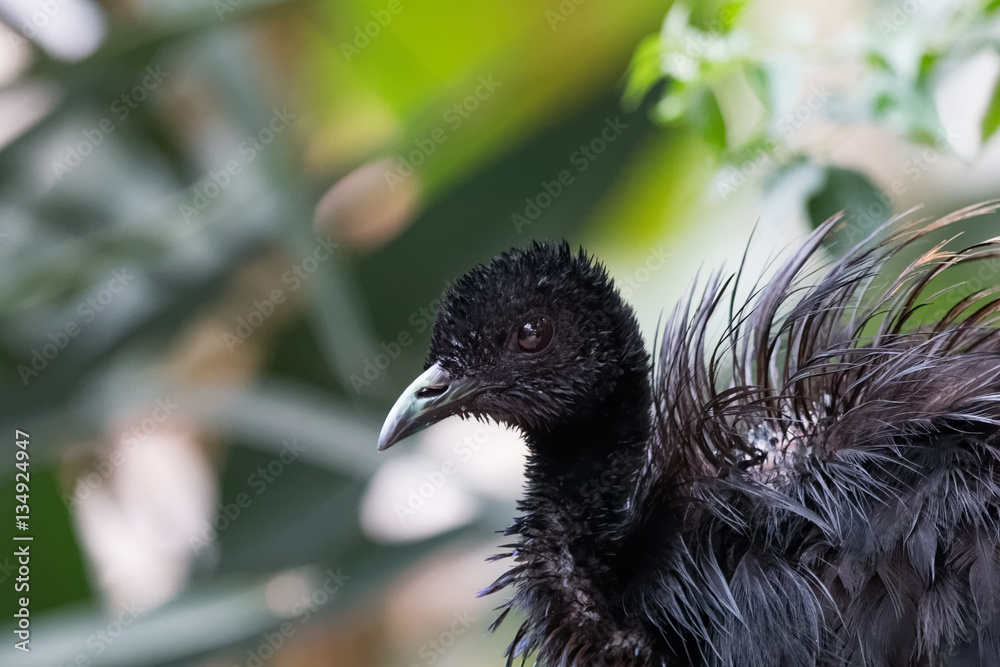 Agami trompette Stock Photo | Adobe Stock