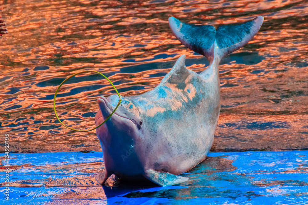 Cute Indo-Pacific humpback dolphin Sousa chinensis ,or Pink dolphin, or ...
