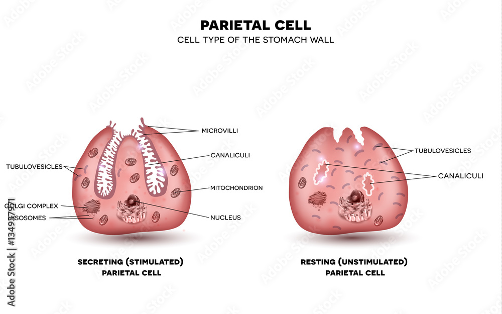 Stomach Cells