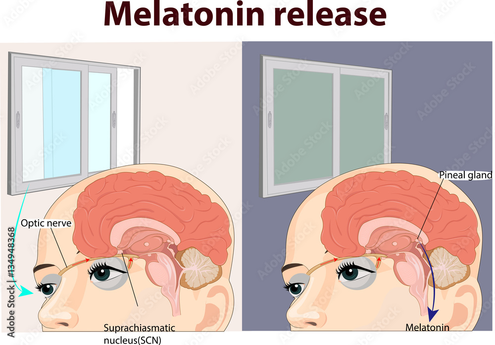 Vector illustration of melatonin release anatomy Stock Vector | Adobe Stock