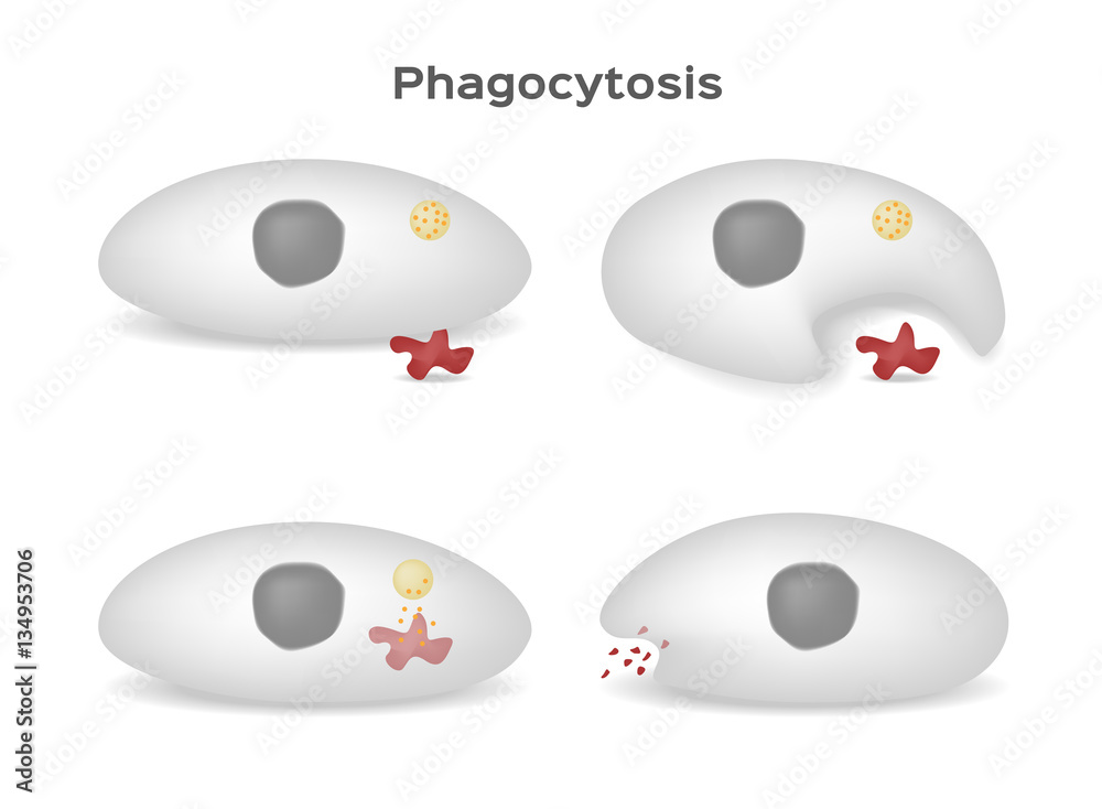 Phagocytosis in three steps. Human immune system vector Stock Vector ...