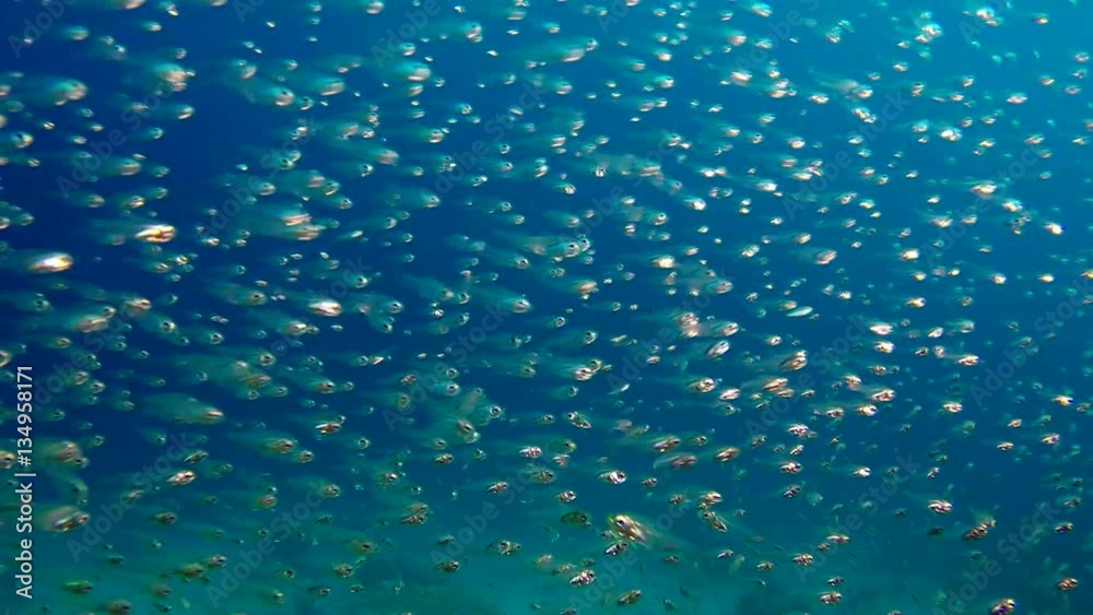 Underwater Glassfish with Blue Water Background. Picture of sweepers ...