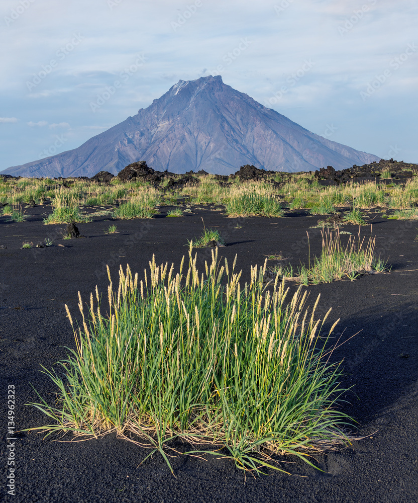 Foto Stock Rare sprouts of grass covered with volcanic ash on the ...