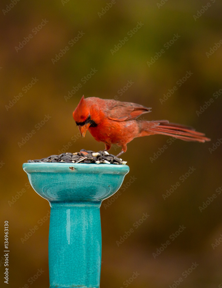 cardinal eating Stock Photo | Adobe Stock
