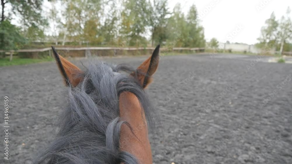 First person view of riding a horse. Point of view of rider walking at ...