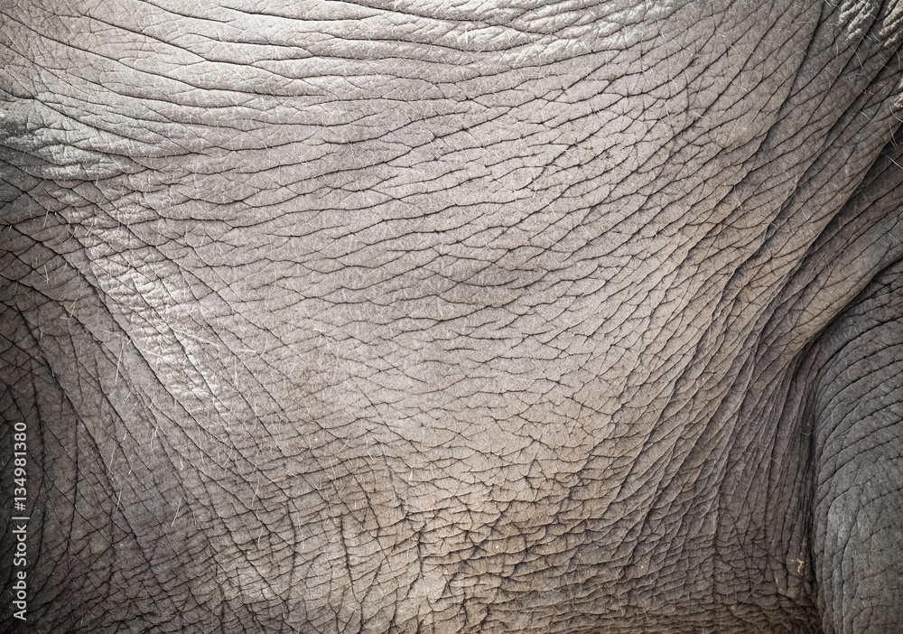 Muscles and skin of the elephant, Used for animal background Stock ...