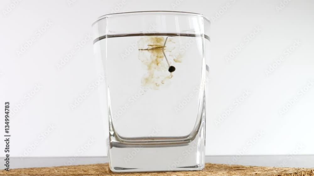 Making a glass of Himalayan Shilajit or Mumijo with water Stock Video ...