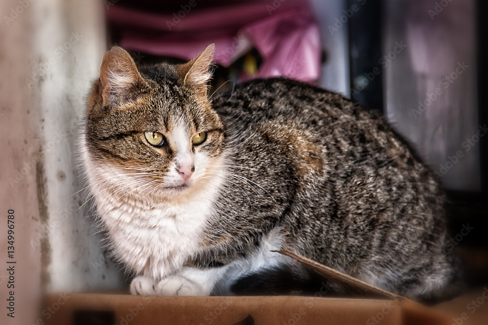 Foto Stock gato pardo | Adobe Stock