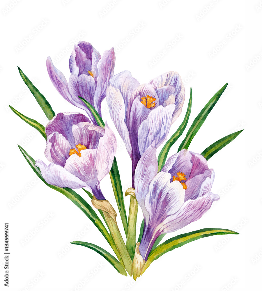 Purple crocus. Watercolor. Stock Photo | Adobe Stock