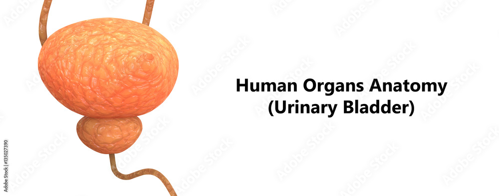 Human Body Organs (Kidneys with Urinary Bladder) Stock Illustration ...