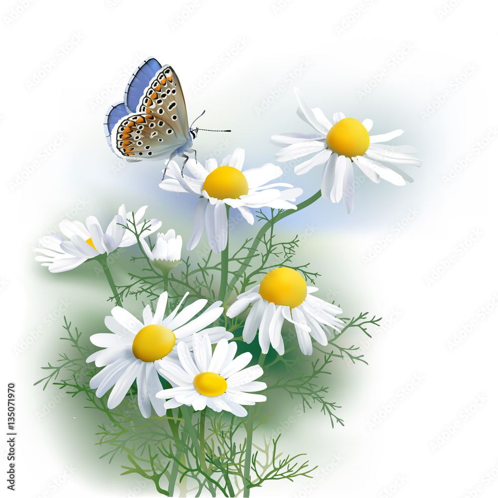Butterfly and Chamomile. Hand drawn vector illustration of Adonis blue ...