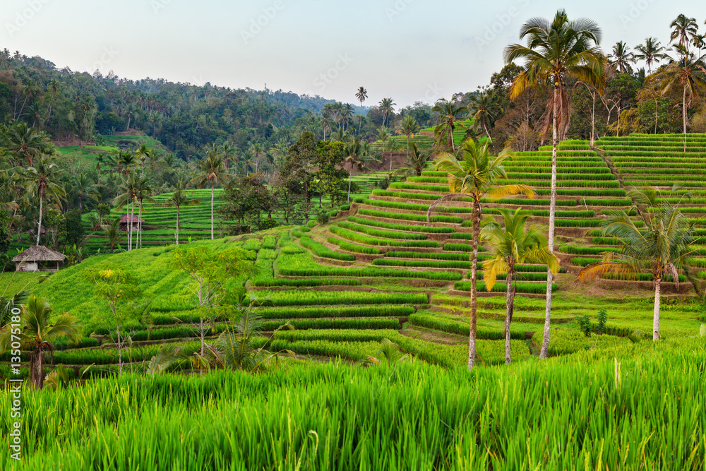 Beautiful view of Balinese green rice growing on tropical field ...