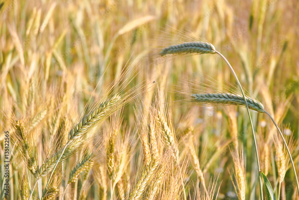 The rye crop (Secale cereale) Stock Photo | Adobe Stock