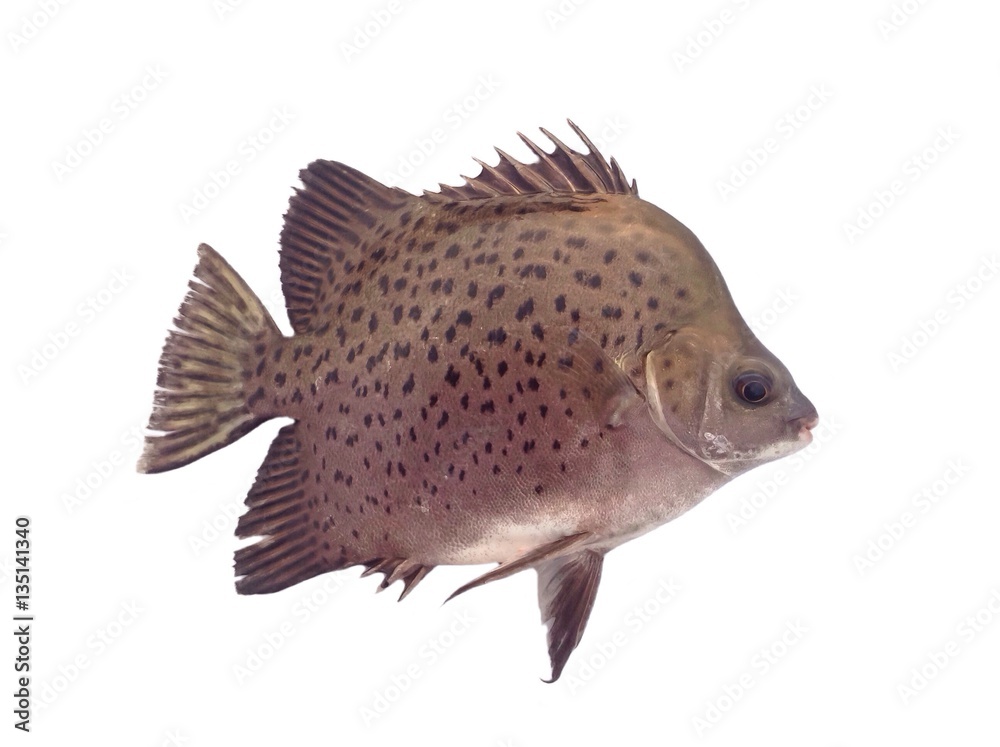 Spotted scat, Green scat, Common scat, Argusfish isolated on white ...