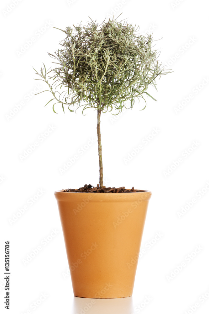Potted Curry Plant. Tree shaped Helichrysum in flower pot isolated on ...