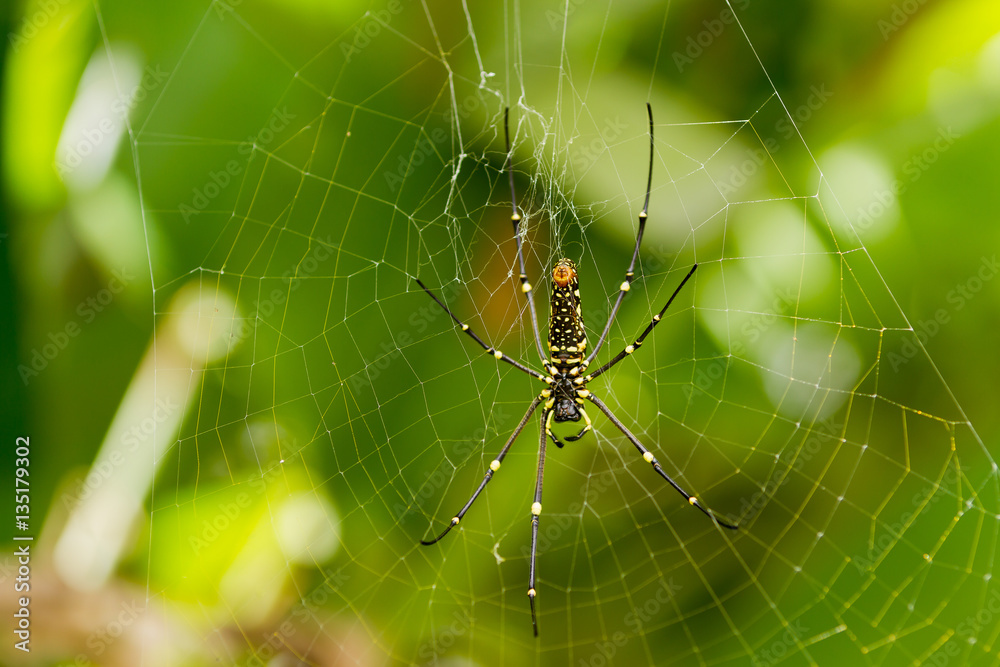 The Northern Golden Orb Weaver or Giant Golden Orb Weaver (Nephila ...