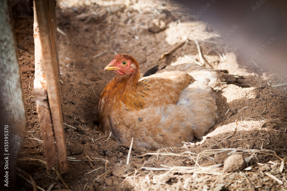 Brütendes Huhn Stock-Foto | Adobe Stock