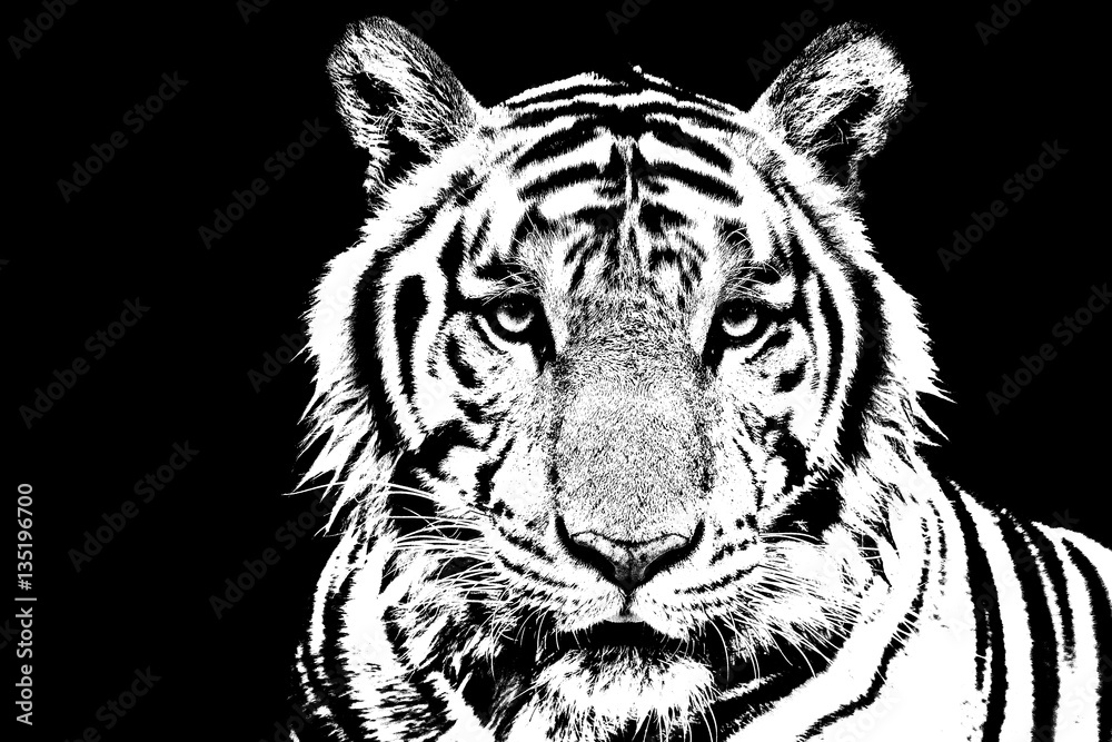 Tiger stencil art Stock Illustration | Adobe Stock Tiger stencil art Stock Illustration | Adobe Stock