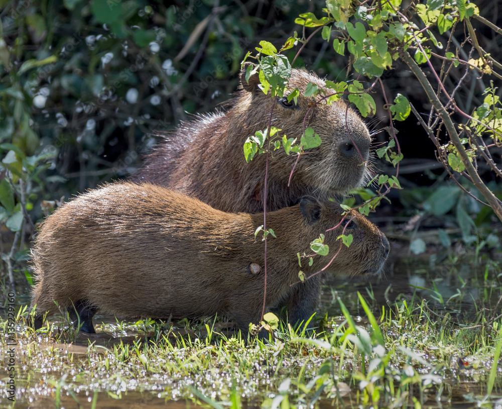 Family capybara in El Cedral - Los Llanos, Venezuela, South America ...