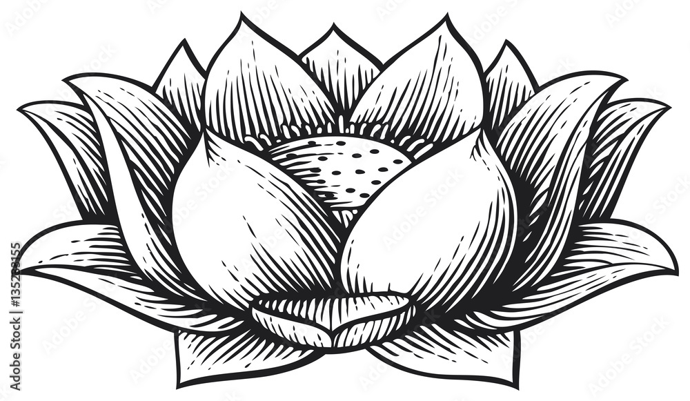 lotus flower - vintage engraved vector illustration (hand drawn style ...