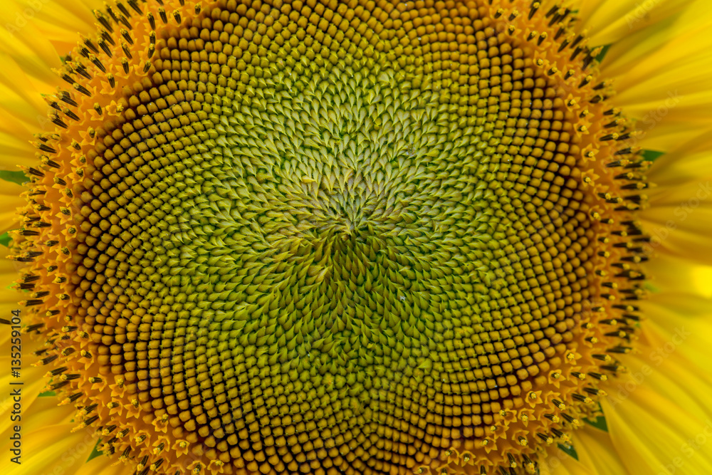 Close up middle of sunflower. Stock Photo | Adobe Stock