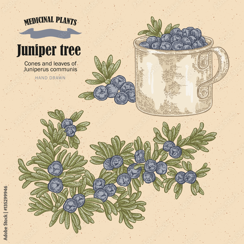 Juniper tree vector illustration. Cones ans leaves of Juniperus Stock ...