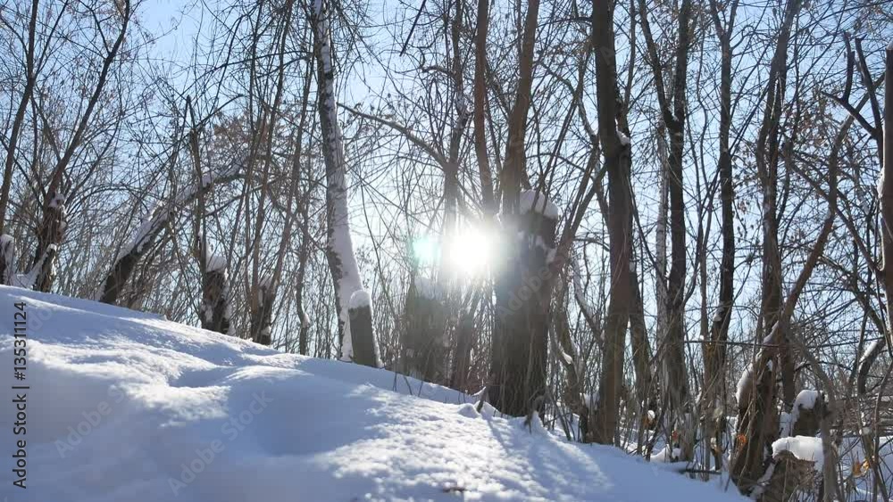 Winter forest trees in nature the snow glare of sun, sunlight landscape ...