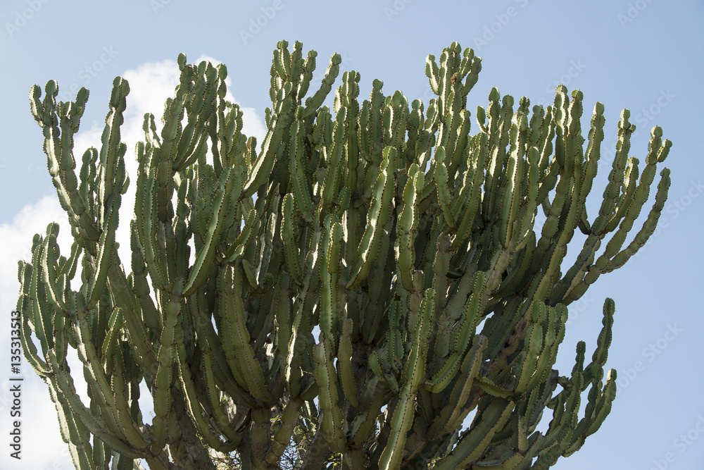 Euphorbe candélabre, Euphorbe arborescente, Euphorbia ingens, Parc ...