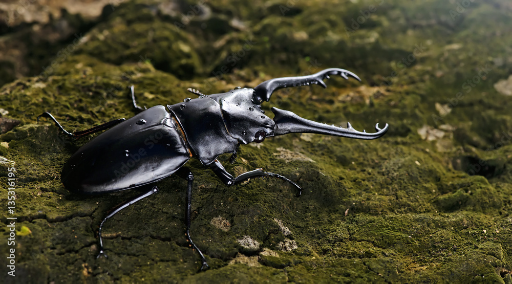 Beetle ( Cladognathus giraffa ) ( Prosopocoilus giraffa giraffe ) on ...