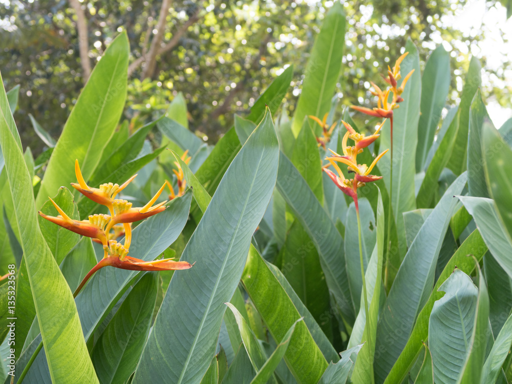 Bird of paradise flower (strelitzia) in the Australian gardens Stock ...