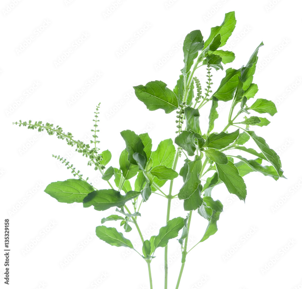 Holy Basil isolate on white background Stock Photo | Adobe Stock