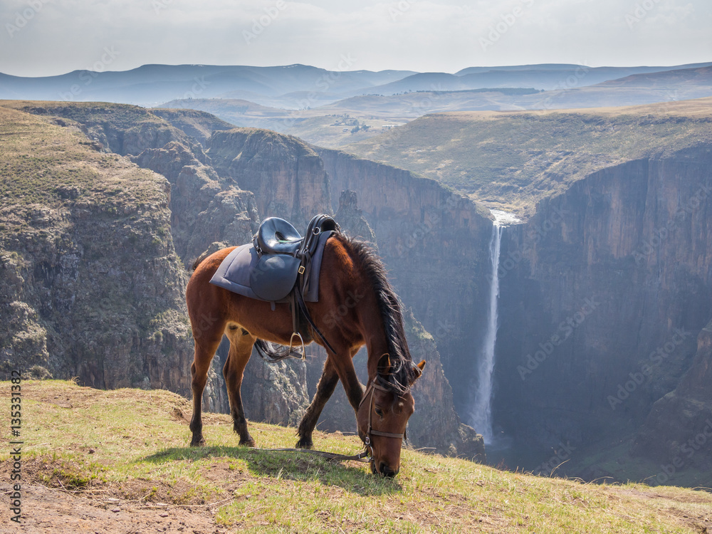 Basuto pony in front of Maletsunyane Falls and large canyon in ...