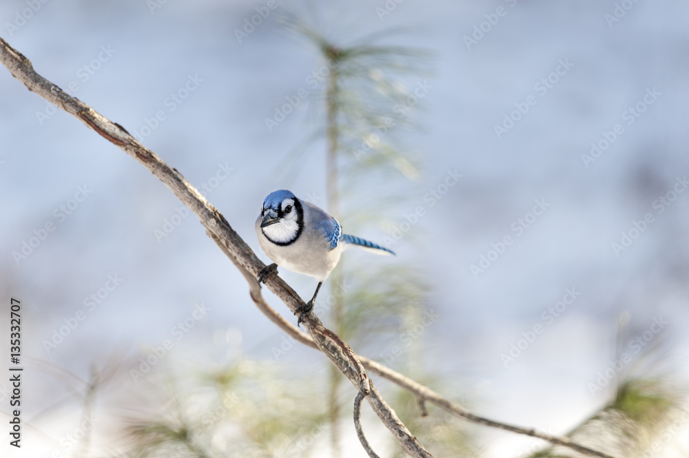 Blue Jay eye contact Stock Photo | Adobe Stock