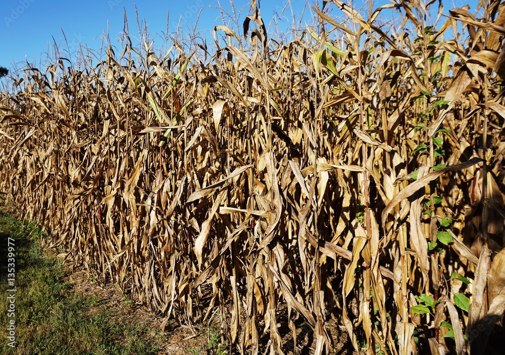 Brown corn stalks in the fall Photos | Adobe Stock
