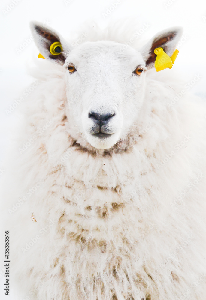 Isolated Front portrait face closeup of sheep looking into camera ...