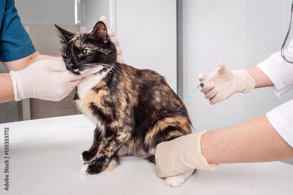 Veterinarian giving injection to black cat Stock 写真 | Adobe Stock