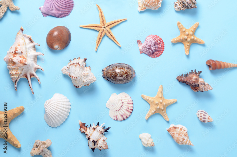 Plenty of different seashells on a blue background. Seaside themed ...