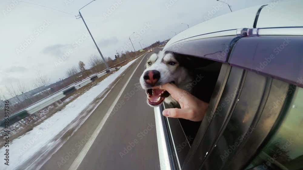 Friendship huskies and human. Hand Man and dog peer out of car window ...
